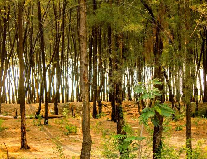 Image of Casuarina Tree / Australian Pine trees In a Beach-BS300773-Picxy