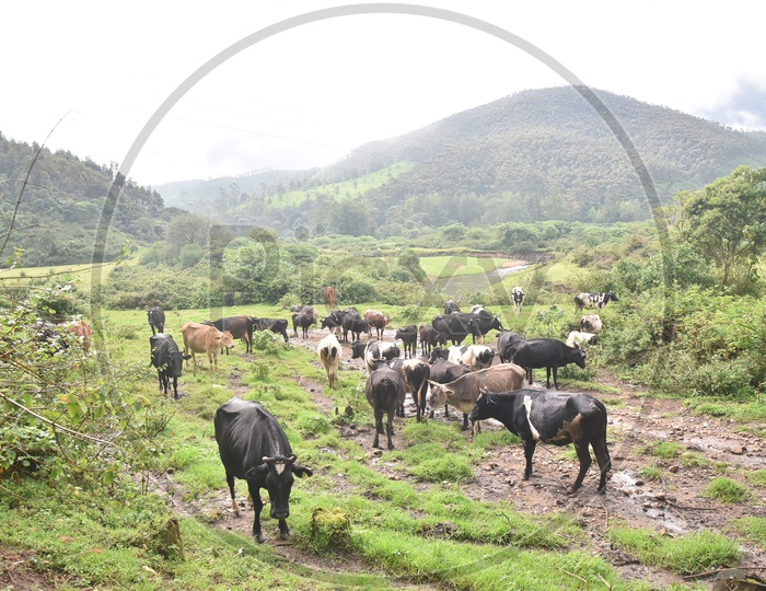 Image of Cattle / Buffaloes Feeding Grass In Hills Of Munnar-NA625706-Picxy