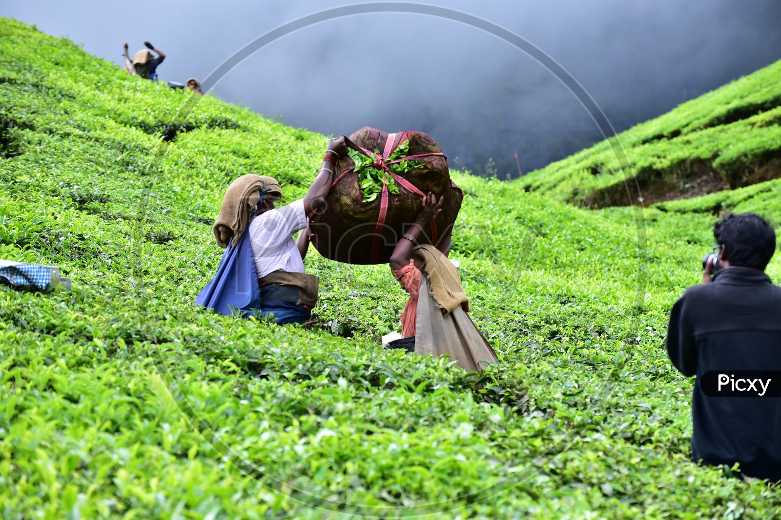 Image of Female worker carrying Tea Bag on her Head in Munnar Tea ...