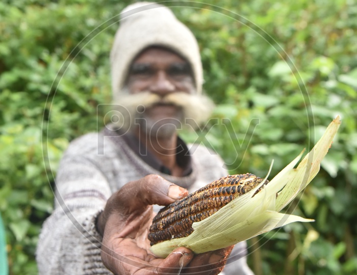 Image of Old man Selling Corn in Munnar Tea Plantations-BL475845-Picxy
