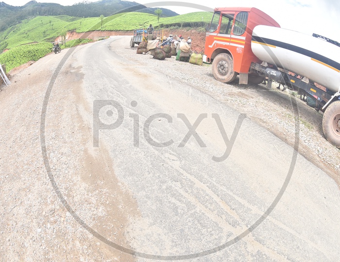 Image of Tea Plantation Workers Weighing The Harvested Tea Leaves and ...