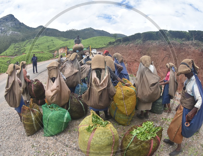 Image of Tea Plantation workers Loading the Freshly Harvested Leaves of ...
