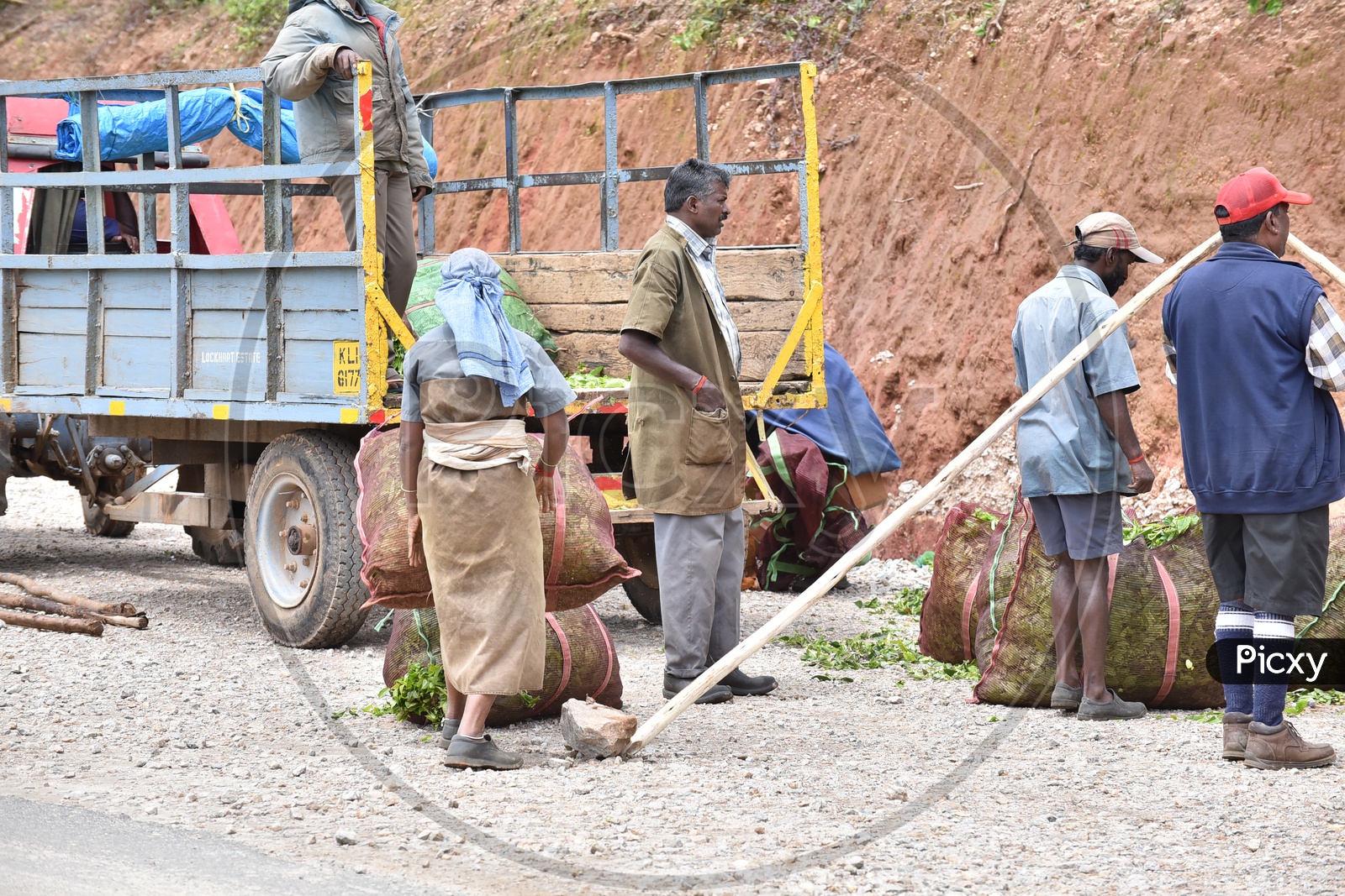 Image of Tea Plantation Workers Weighing The Harvested Tea Leaves and ...
