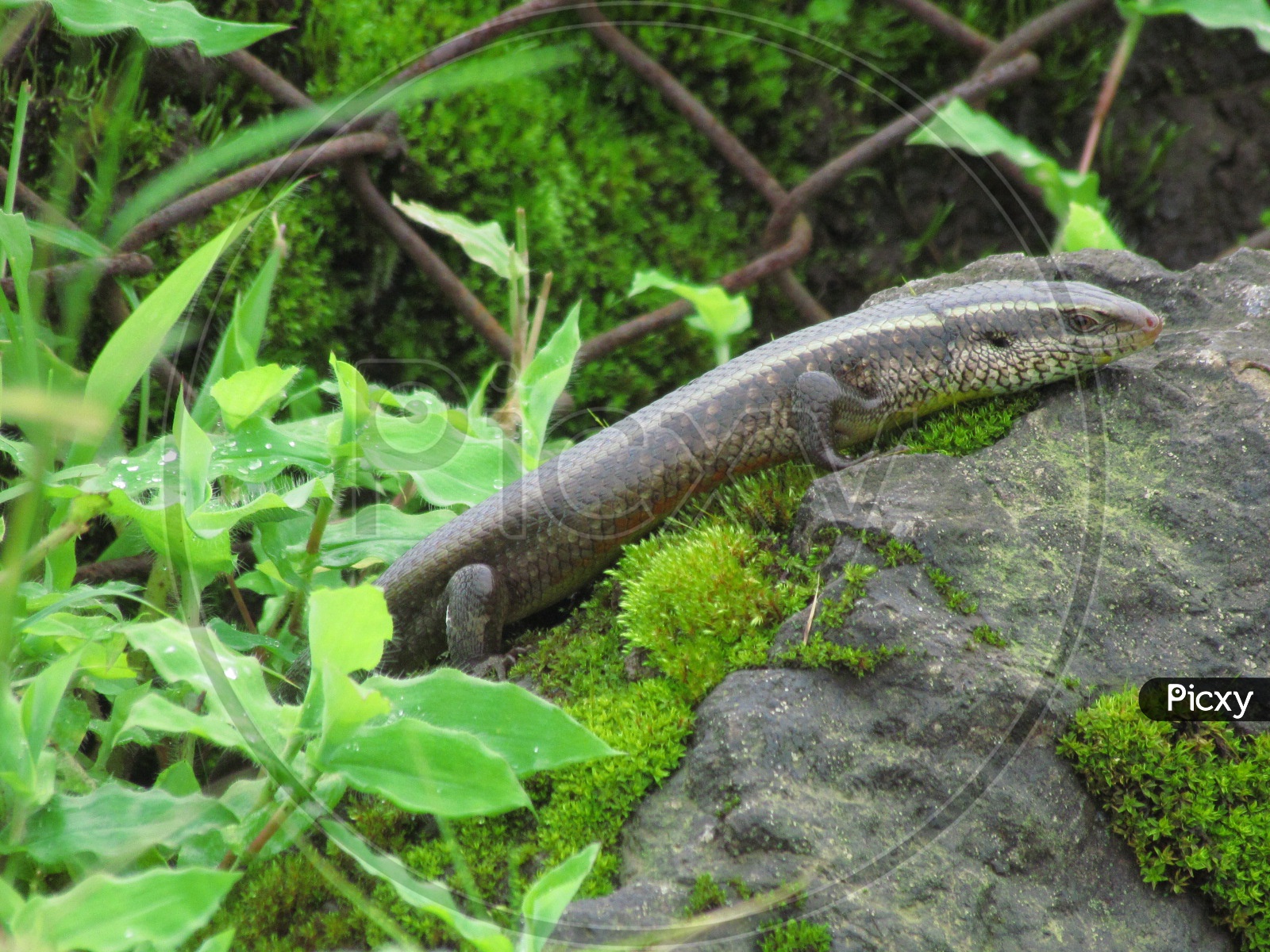 Image of Indian Skink Crawling on a Stone in a garden-NU437809-Picxy