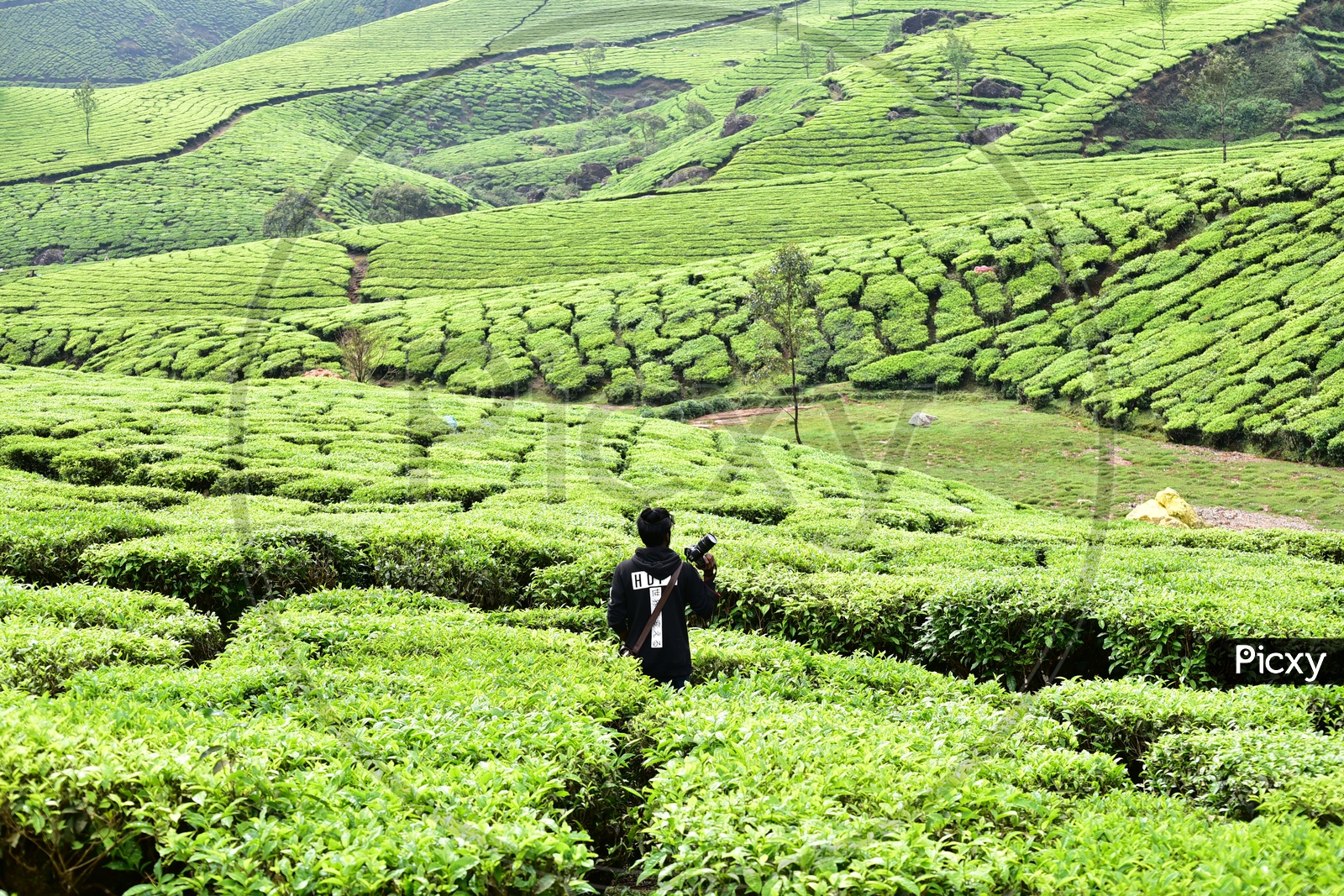 Image of Photographer at Munnar Tea Plantations-AL829691-Picxy