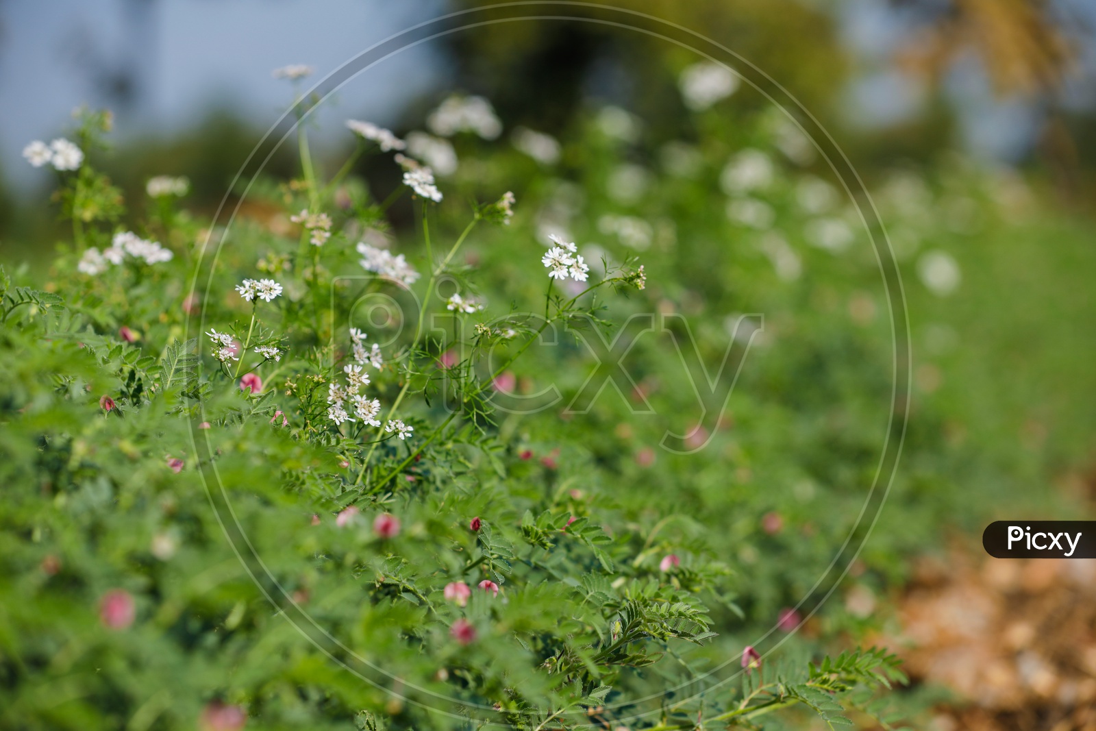 Image of Chick Pea/Chana/ Bengal gram farm-CP767372-Picxy