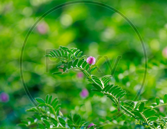 Image of Fresh Green Chickpeas field , Chick peas also known as harbara ...