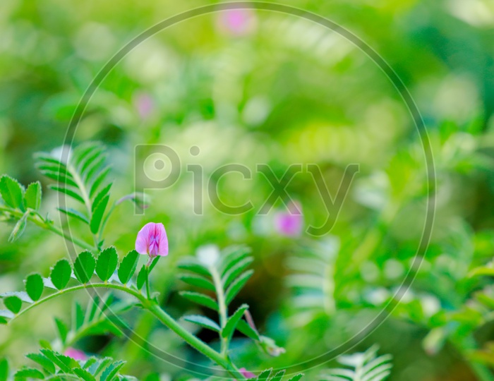 Image of Fresh Green Chickpeas field , Chick peas also known as harbara ...