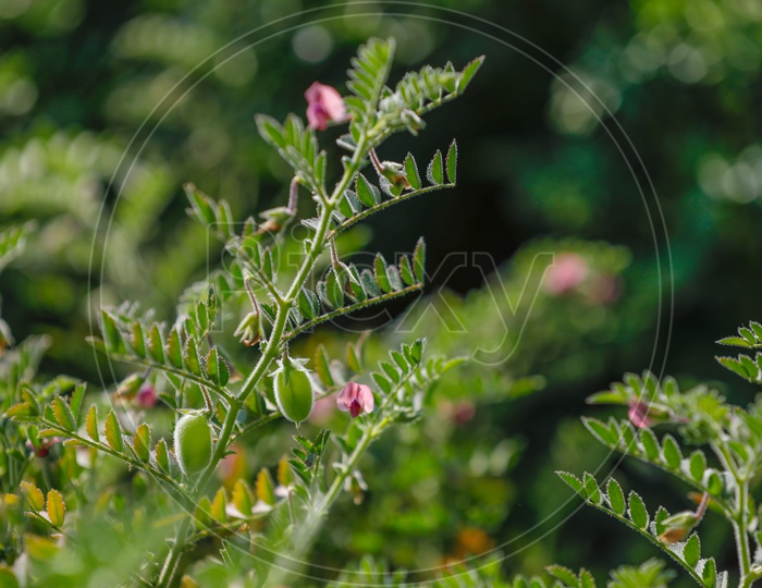 Image of Pluses Farming/Pachi senagalu/Chana-KV558411-Picxy