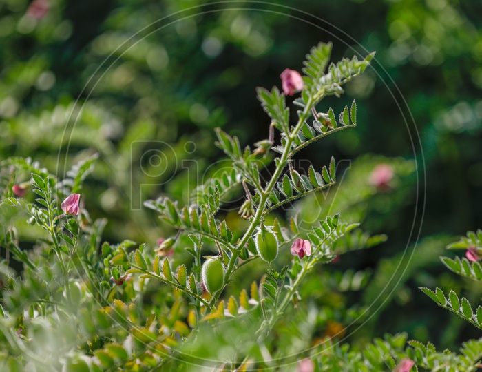 Image of Pluses Farming/Pachi senagalu/Chana-NM478711-Picxy