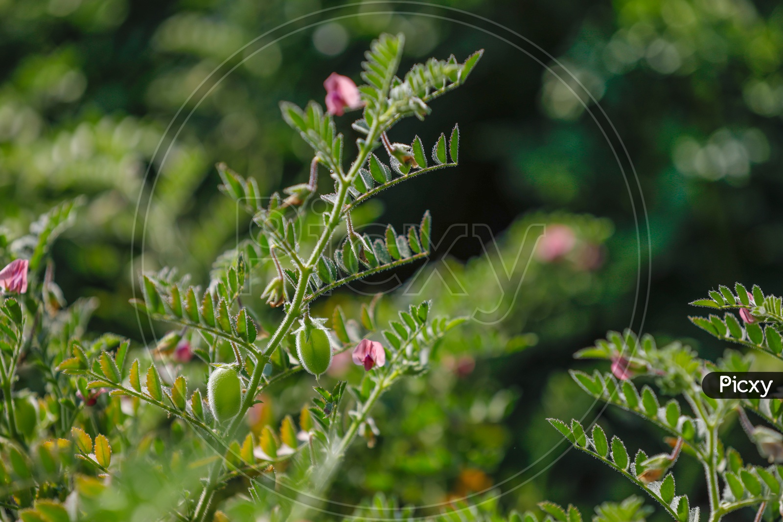 Image of Pluses Farming/Pachi senagalu/Chana-KV558411-Picxy