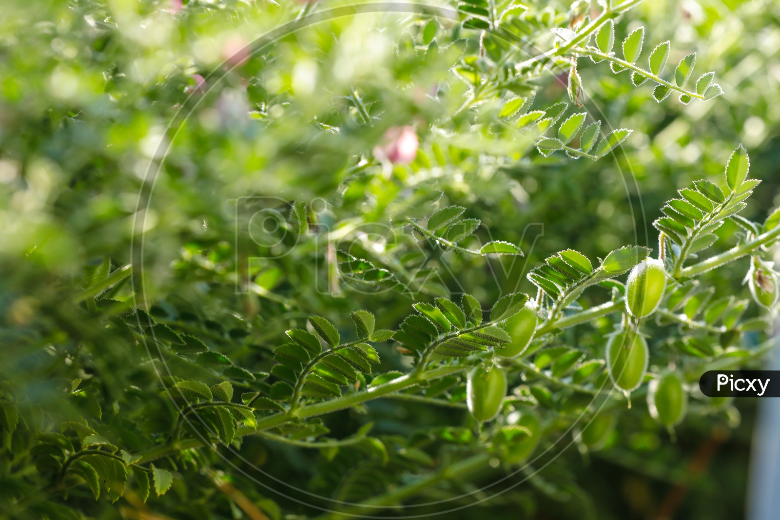 Image of Pluses Farming/Pachi senagalu/Chana-BS730368-Picxy