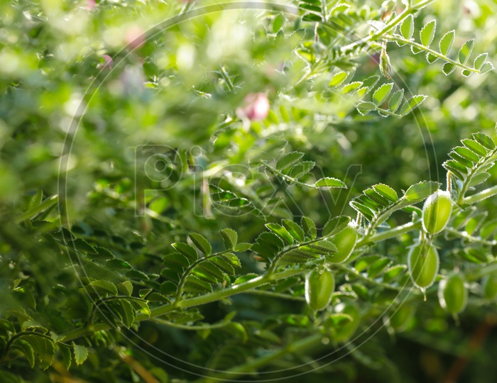 Image of Pluses Farming/Pachi senagalu/Chana-SF928774-Picxy