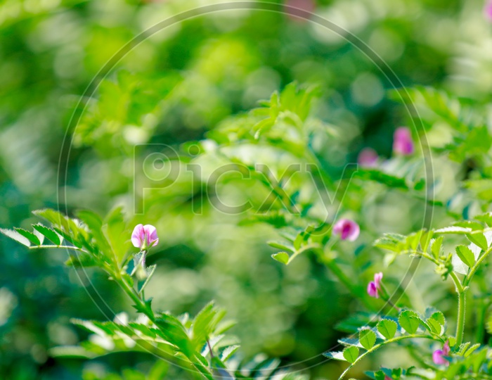Image of Fresh Green Chickpeas field , Chick peas also known as harbara ...