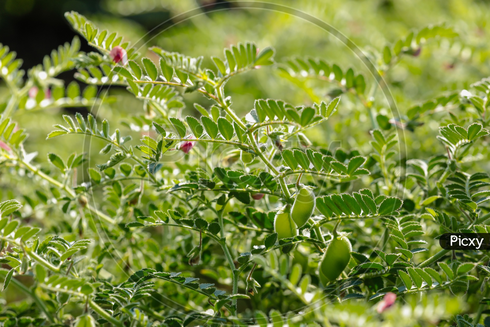 Image of Pluses Farming/Pachi senagalu/Chana-GQ440923-Picxy