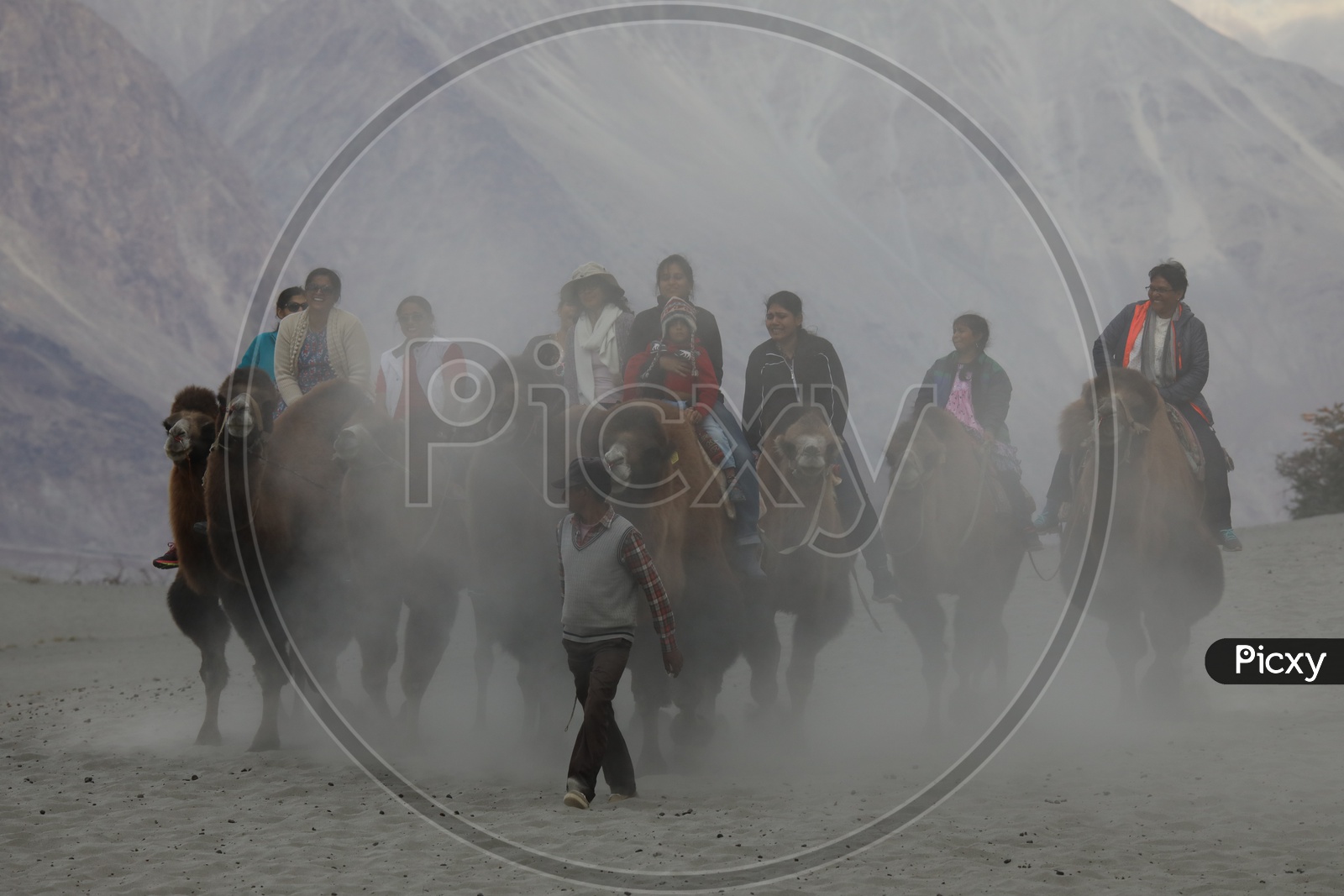 Image of Tourists Using Backtrian Camels / Two - Hooded Camels For ...