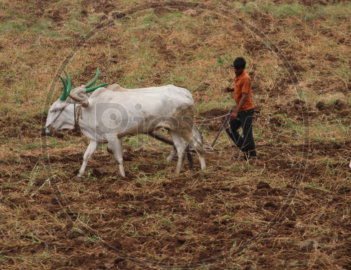 Image of Farmer farming with Ox in Agriculture fields-SS063623-Picxy