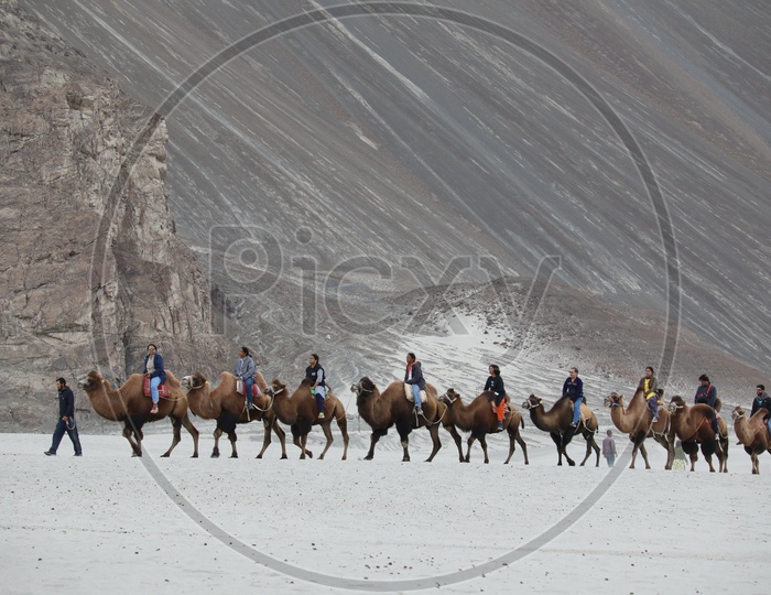 Image of Tourists Using Backtrian Camels / Two - Hooded Camels For ...