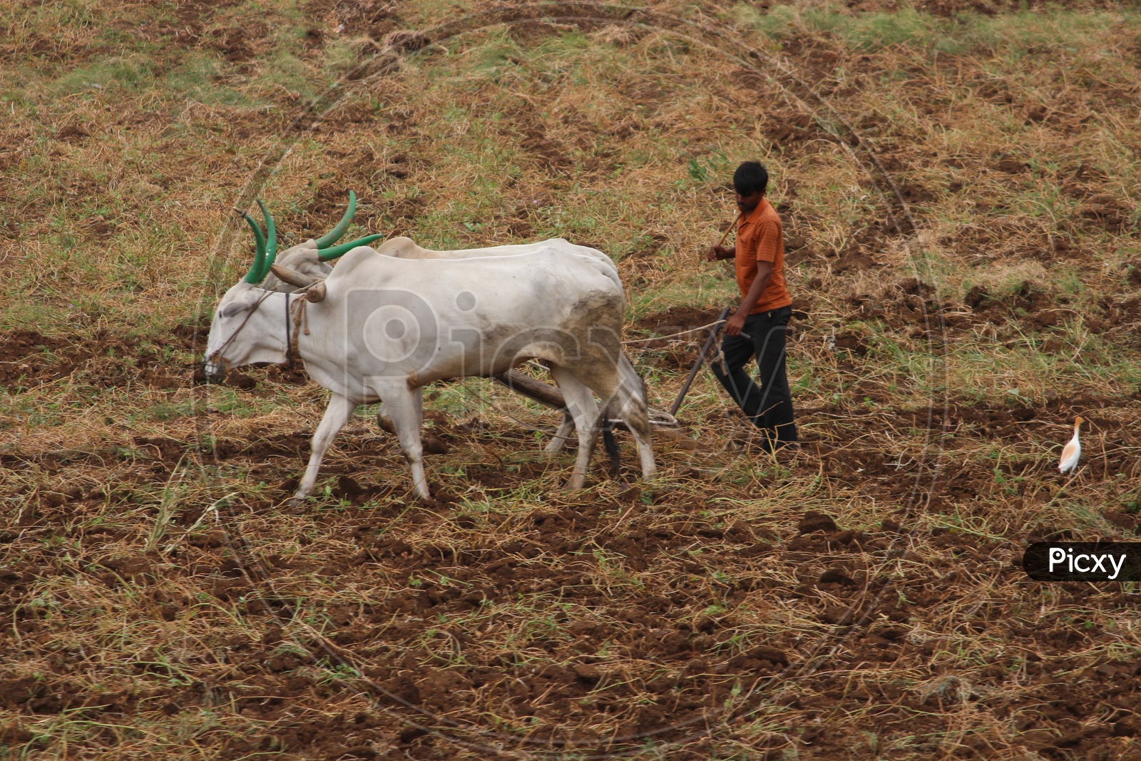 Image of Farmer farming with Ox in Agriculture fields-SS063623-Picxy
