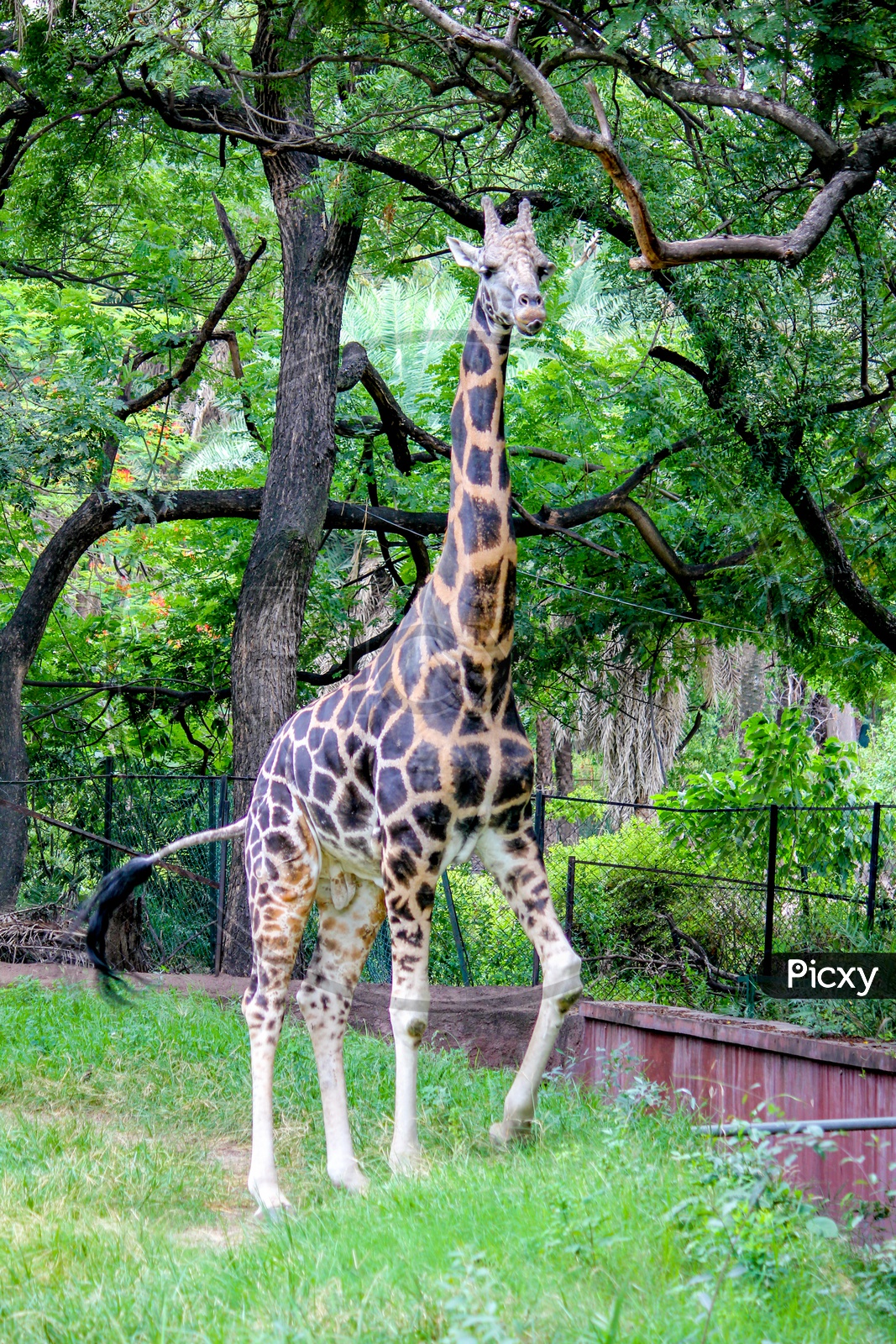 Which Zoo In India Has Giraffe