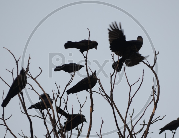 Image of Flock of Indian crows on a tree-PP681702-Picxy