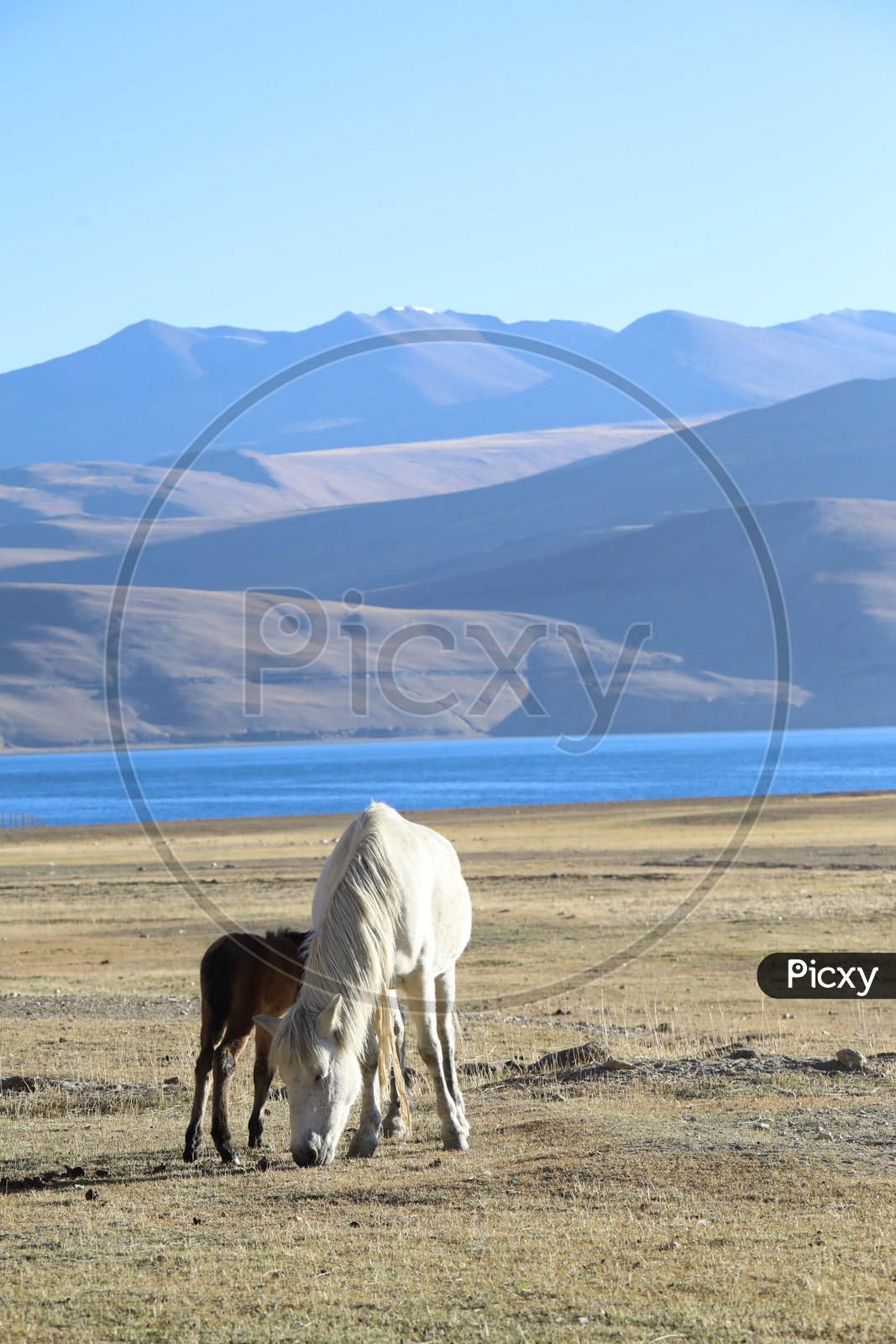 Image of Mountains of leh woth animals in the foreground-QK760667-Picxy