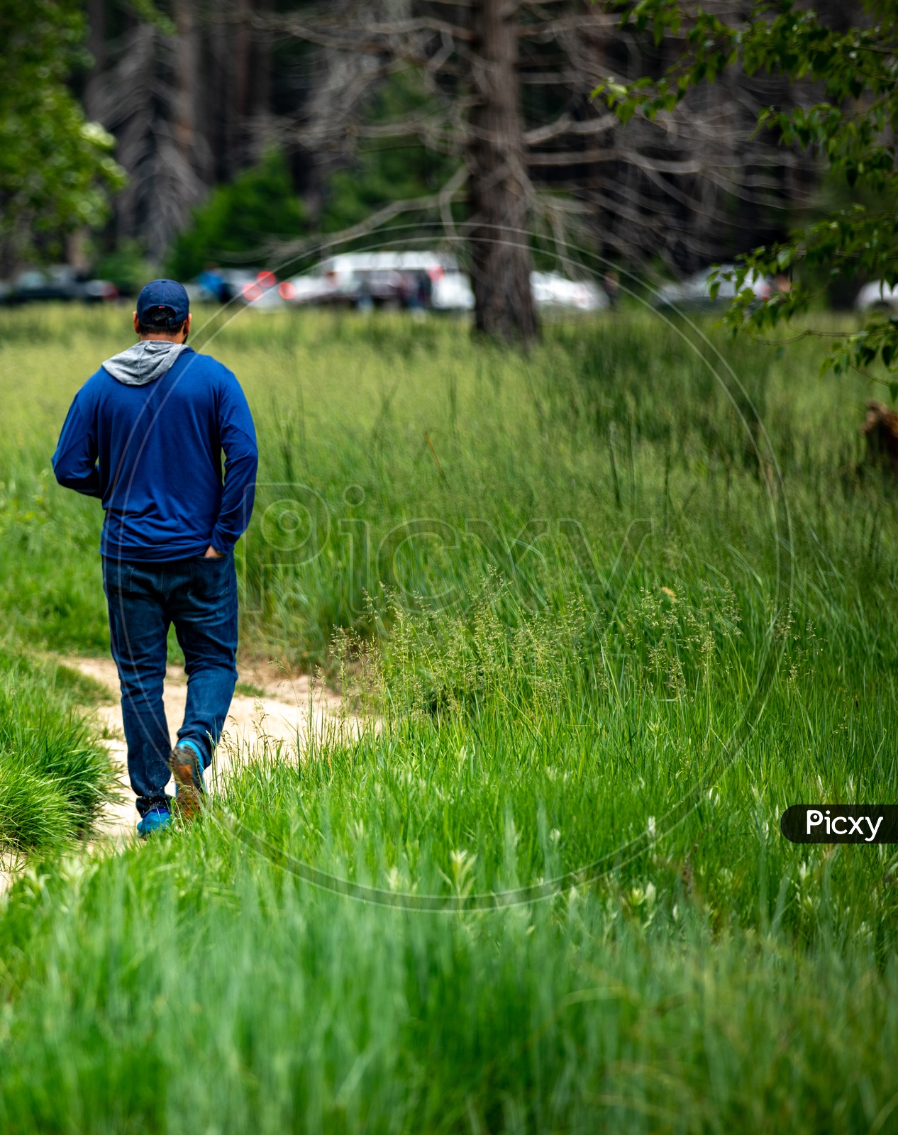 Image of A Man Walking Alone Through a Pathway With Grass On Both Sides ...