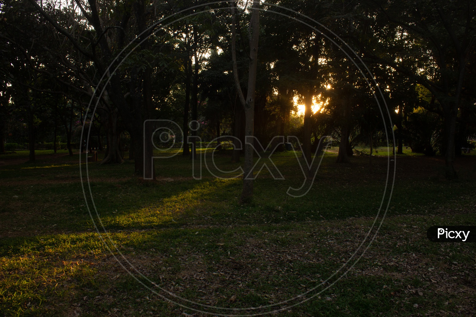 Image of Golden Sunrays Falling through a Tree in a Park-OT925760-Picxy