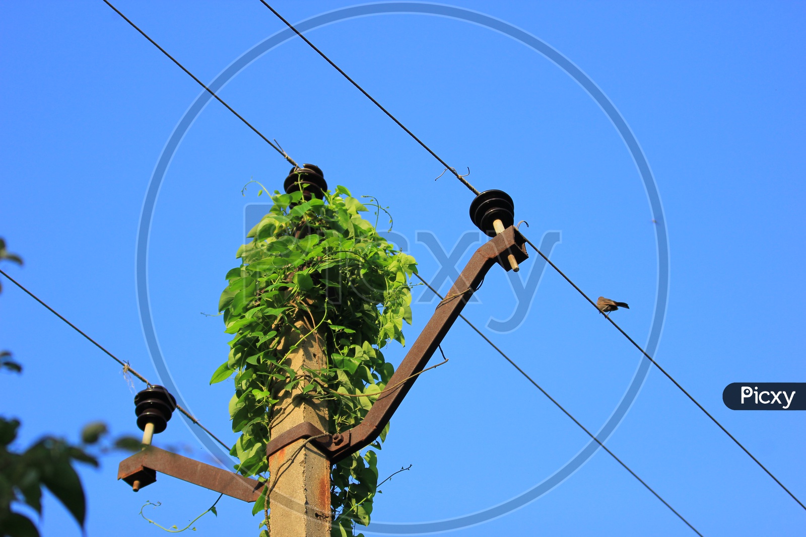 Image of Electric pole filled with creepers with a bird on electric ...