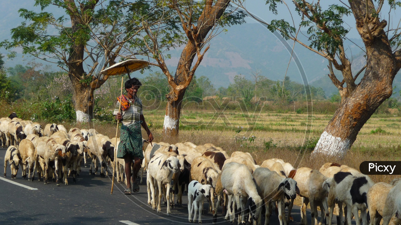 Image of Goat Keeper-IB154075-Picxy