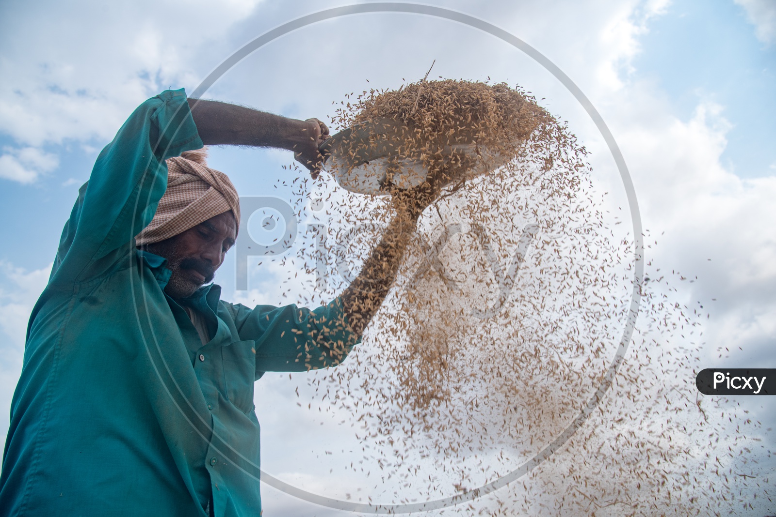 Image of Paddy Harvesting Process.-XE992352-Picxy