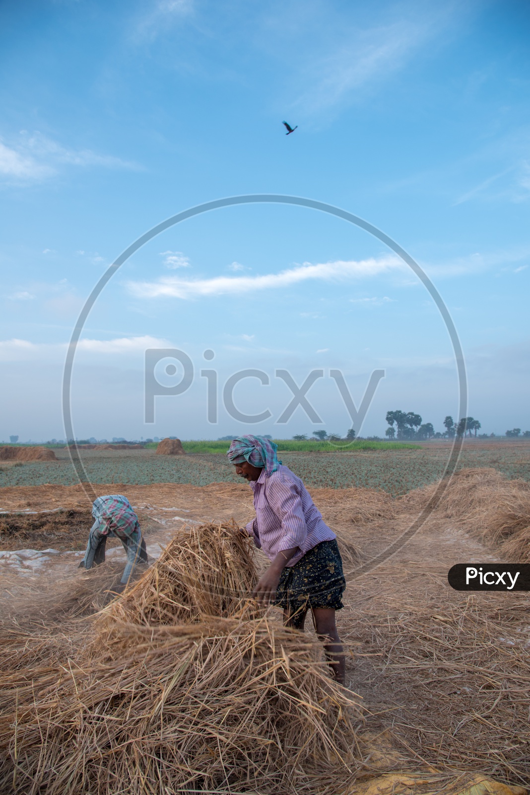 Image of Separation of Paddy Grass from grains.-BI349455-Picxy