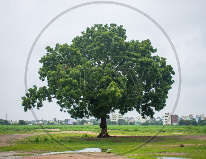 Image of Neem Tree 🌲-YZ291644-Picxy