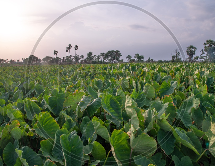 Image of Cocolasia/Chama Gadda Crop-EX070390-Picxy