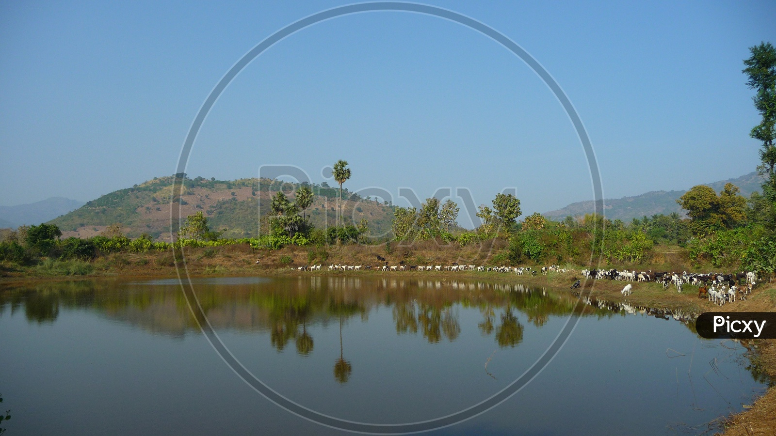Image of Goats near Pond-EY161239-Picxy