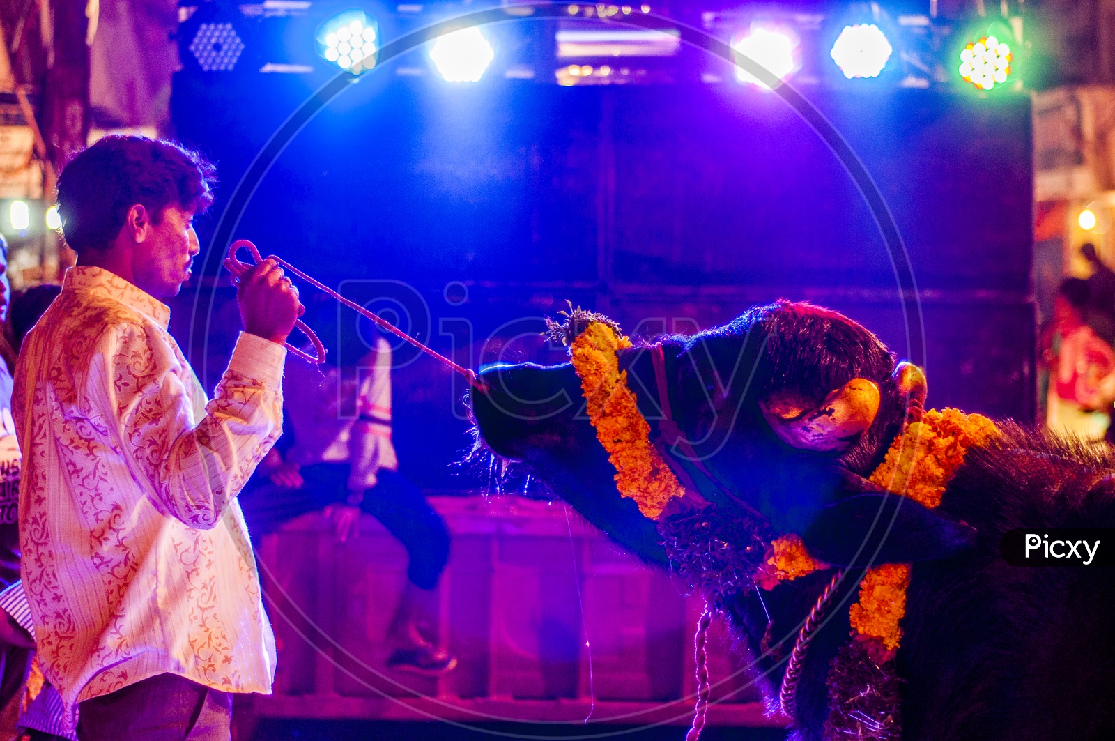 Image of Sadar Buffalo Festival, Hyderabad-CU815523-Picxy