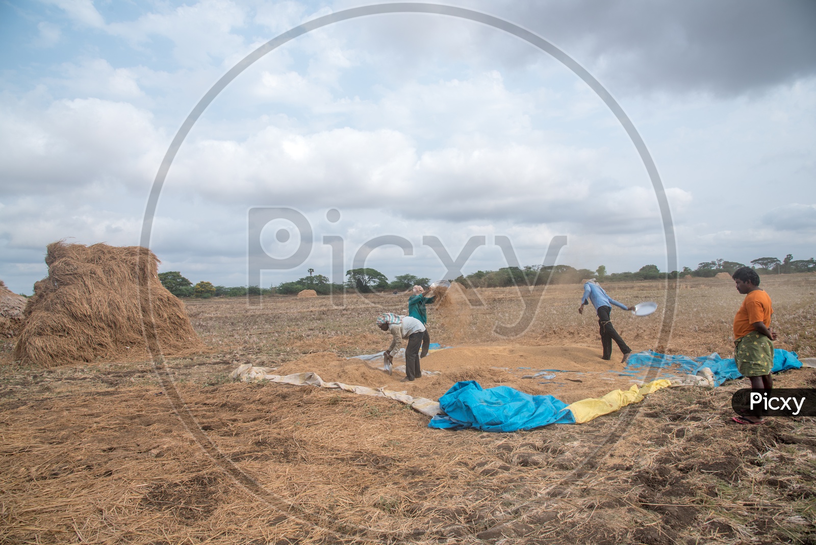 Image of Paddy Harvesting Process.-UT698344-Picxy