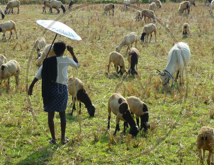 Image of Goat Keeper-IK195914-Picxy