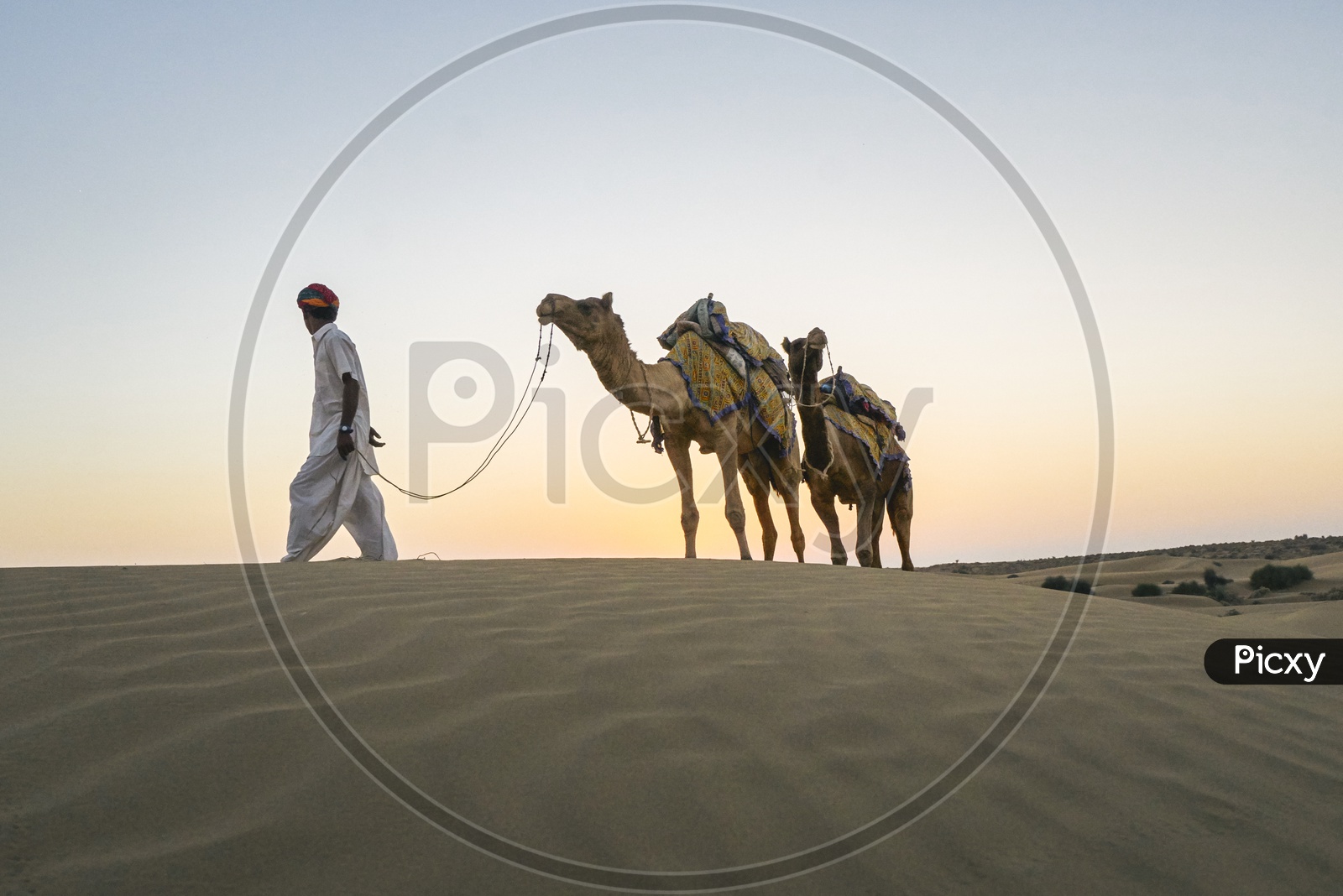 Image of Camel Walk in the Desert-CM668664-Picxy