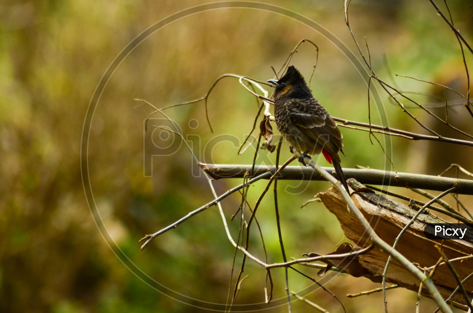 Image of Pondering at a thought-EO292758-Picxy