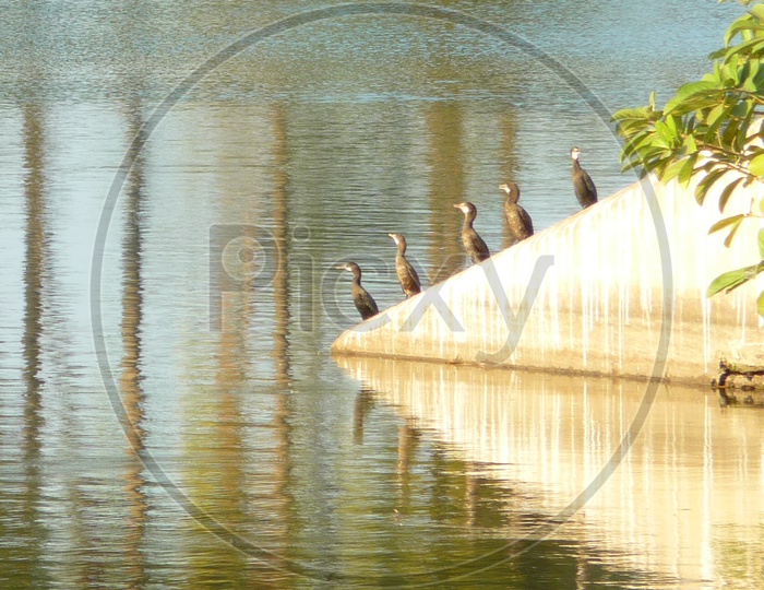 Image of Ducks in a line-JM836256-Picxy