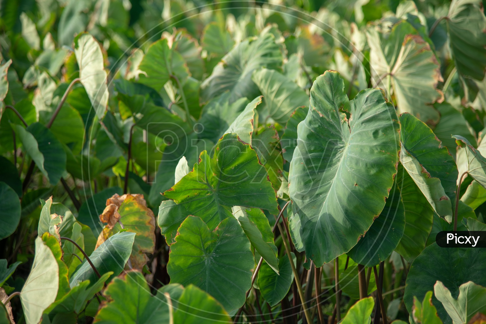 Image of Cocolasia/Chama Gadda Crop-JP044491-Picxy