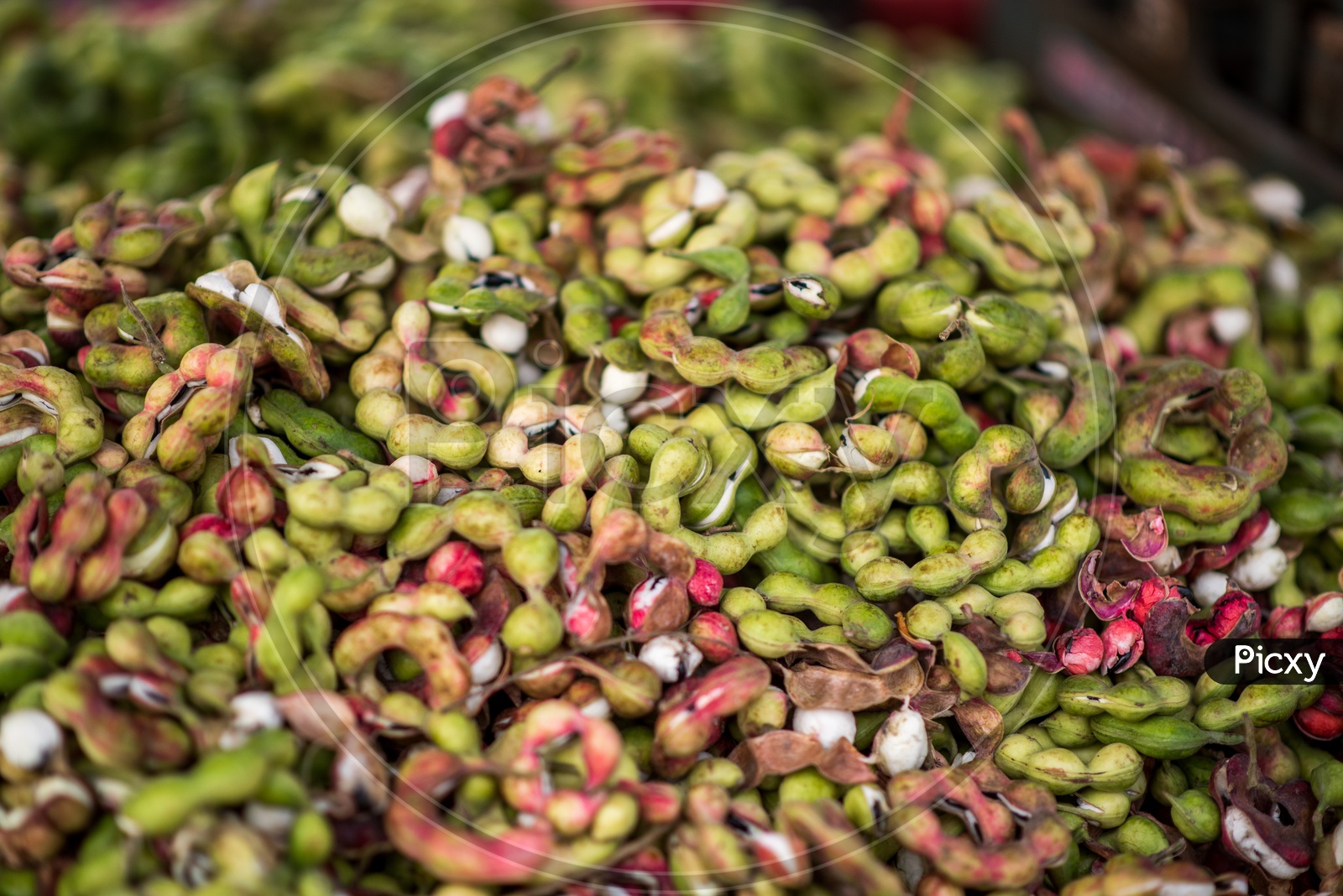 Image of pithecellobium dulce (seema chintakaya)-DD715408-Picxy