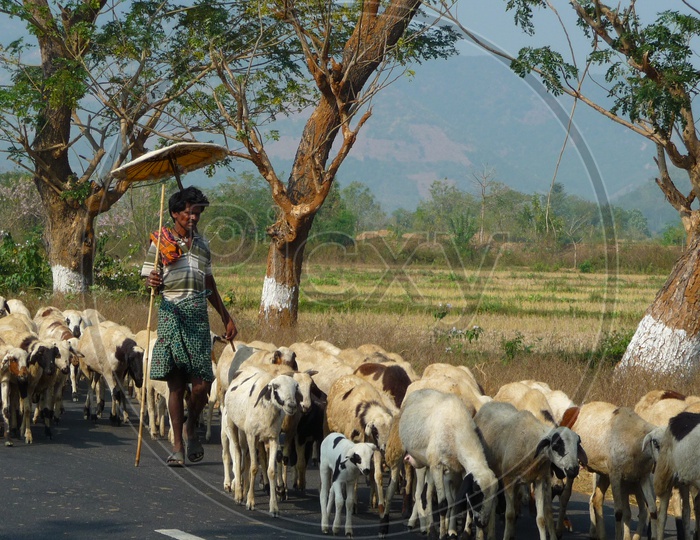 Image of Goat Keeper-IB154075-Picxy