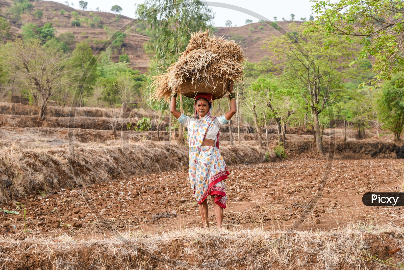 Image of Maharashtra woman carry dry paddy from fields-AY185014-Picxy