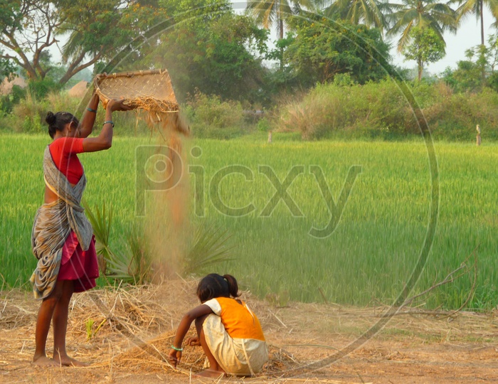 Image of Woman in Paddy Field-OZ317295-Picxy