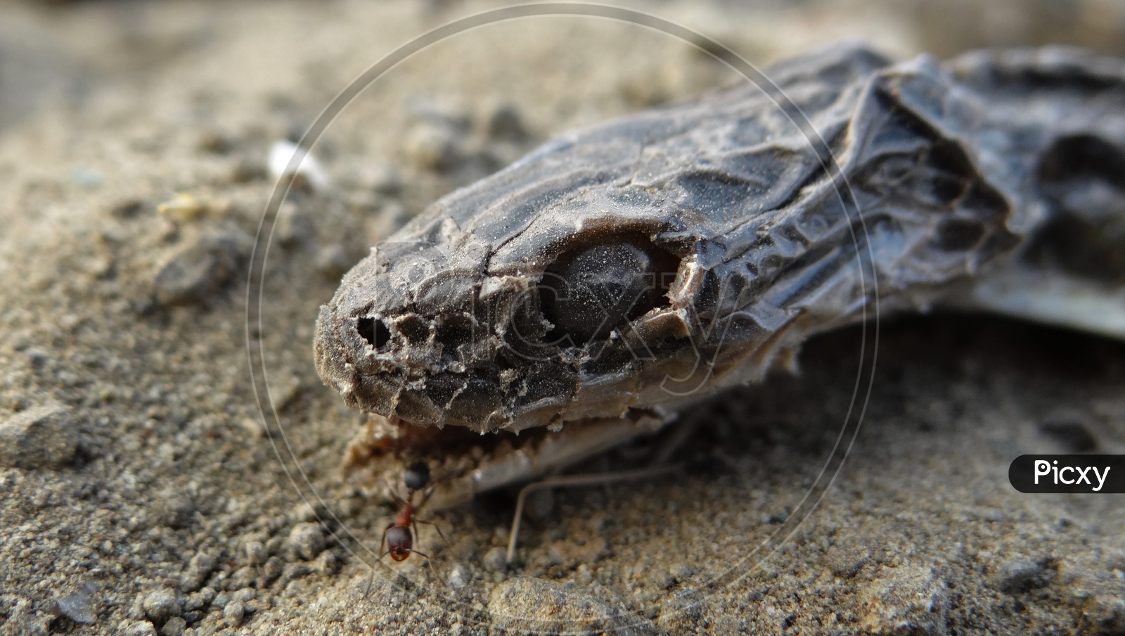 Image of Dead Snake-DN222814-Picxy