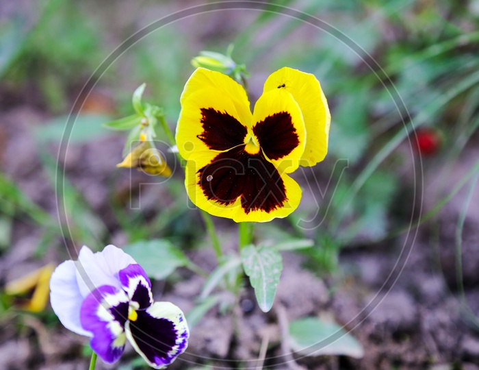 Image of Flowers, Manali-HW076674-Picxy