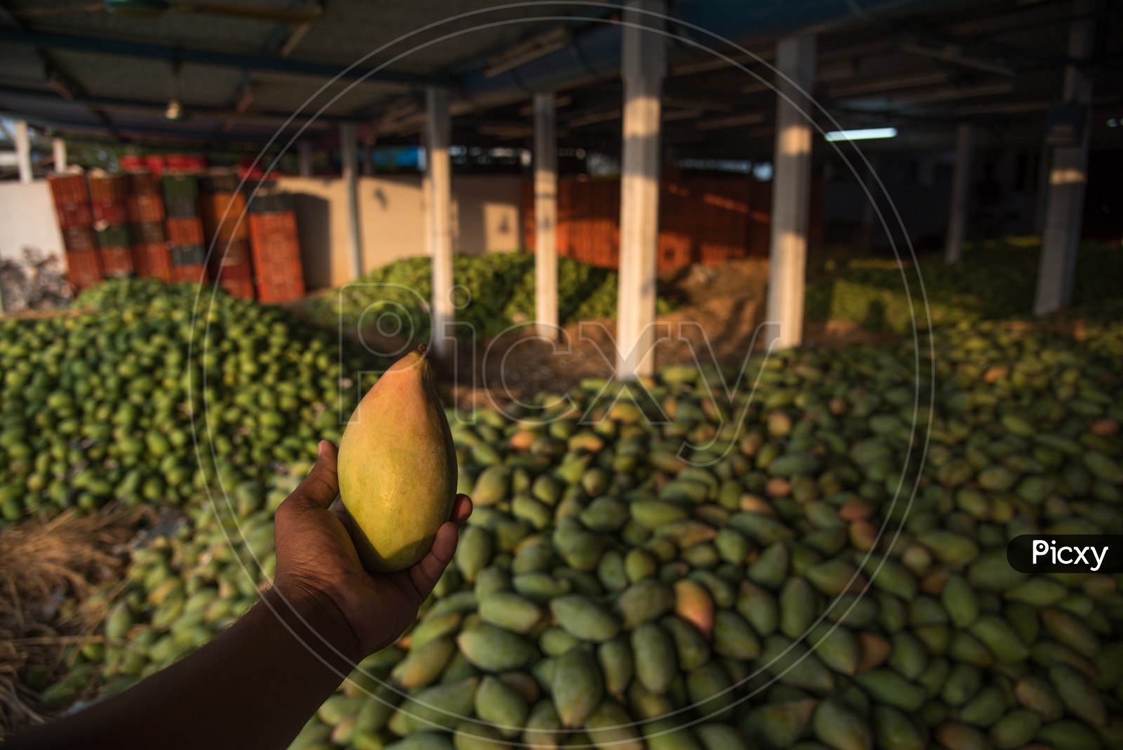 Image of Collector Mango, a Variety of Mango.-XI734119-Picxy