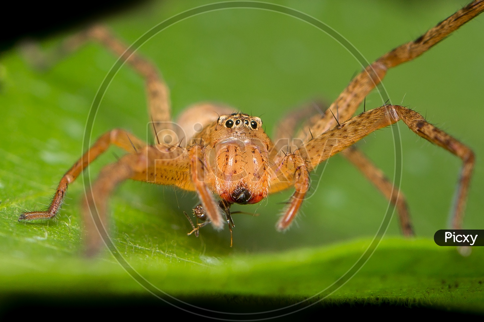 Image Of A Bite TB965541 Picxy Image Of A Bite TB965541 Picxy